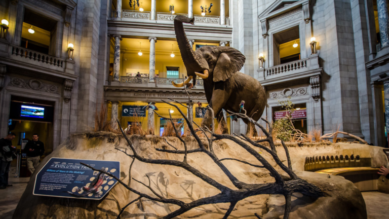 SCHOOL TRIP SPOTLIGHT: National Museum of Natural History – Nations ...